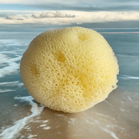 Orchid & Vine | Bath & Body | Now Available Natural Sea Sponges Makeup ...